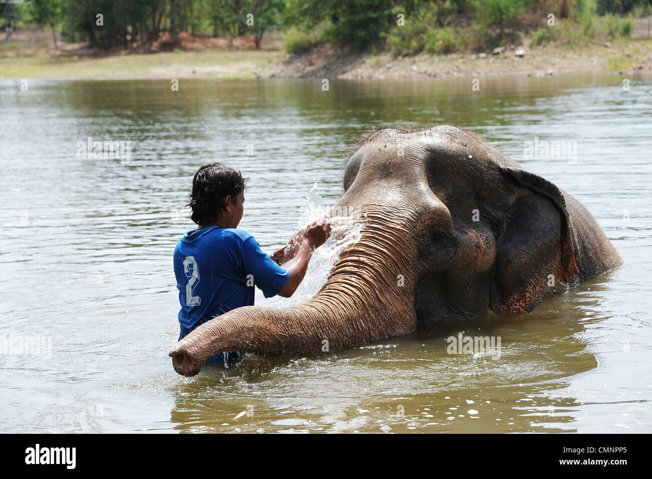 Elephant and mahout in the lake near WFFT, Thailand Stock Photo - Alamy