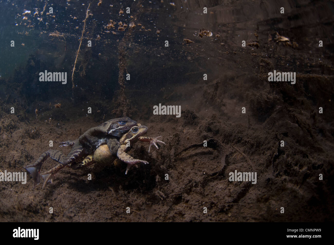 Common frogs mating underwater Stock Photo - Alamy