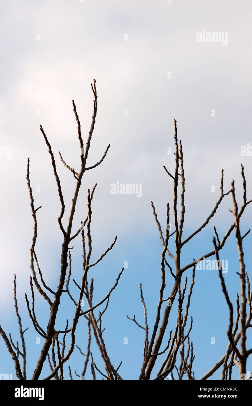 Tree cloudy sky cloud sky hi-res stock photography and images - Alamy