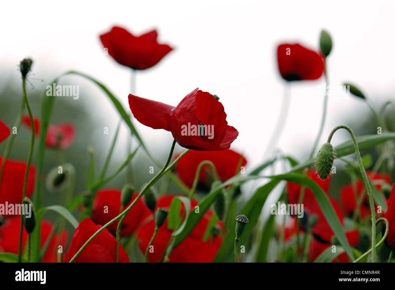 Red poppy flowers in a field. Spring season background Stock Photo - Alamy