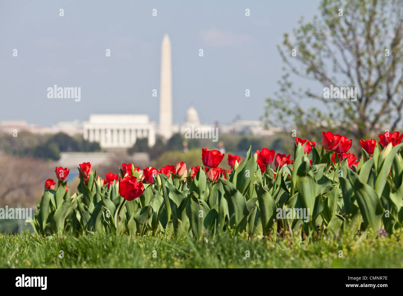 Washington dc tulips hi-res stock photography and images - Alamy