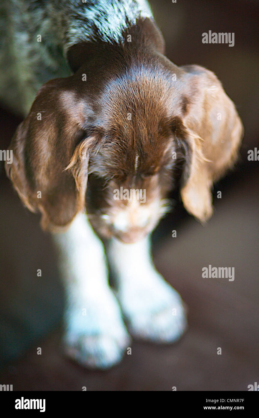 German wire-haired pointer puppy looking at his feet, Vancouver ...