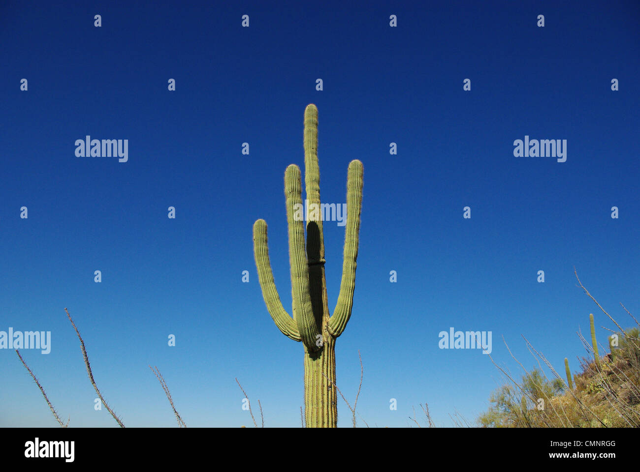 Saguaro and blue sky, Arizona Stock Photo - Alamy
