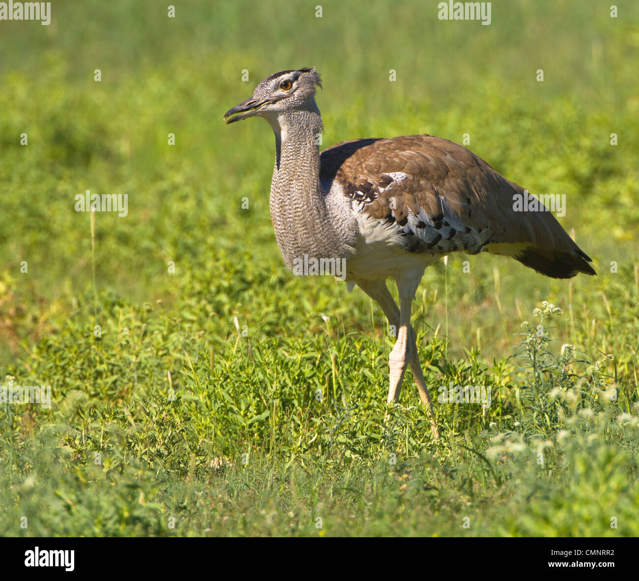 Basterd hi-res stock photography and images - Alamy