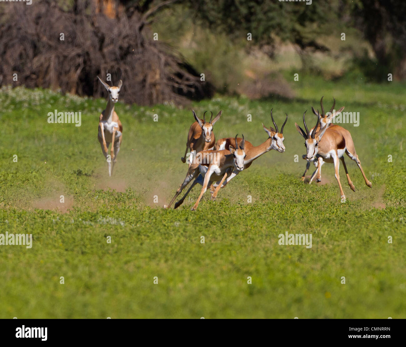 Springbok jumping hi-res stock photography and images - Alamy