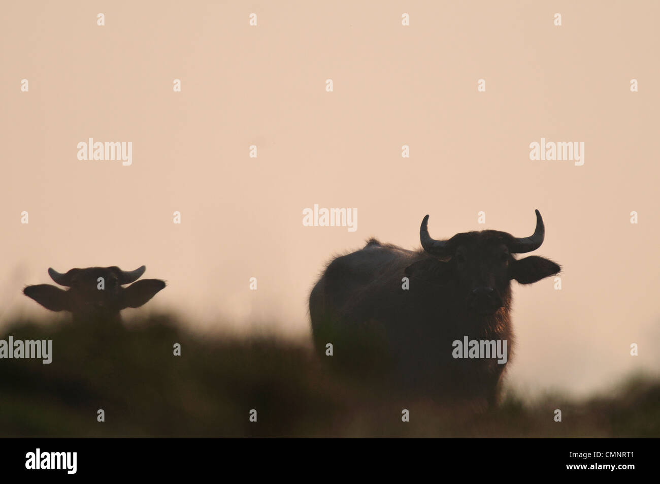 Indian asiatic water buffalo hi-res stock photography and images - Alamy