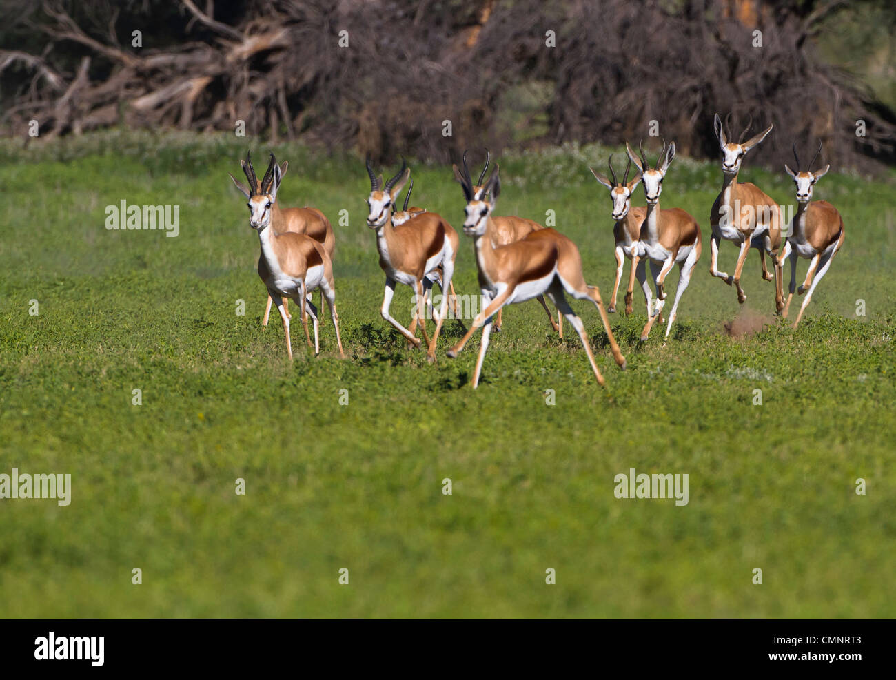 Springbok jumping hi-res stock photography and images - Alamy
