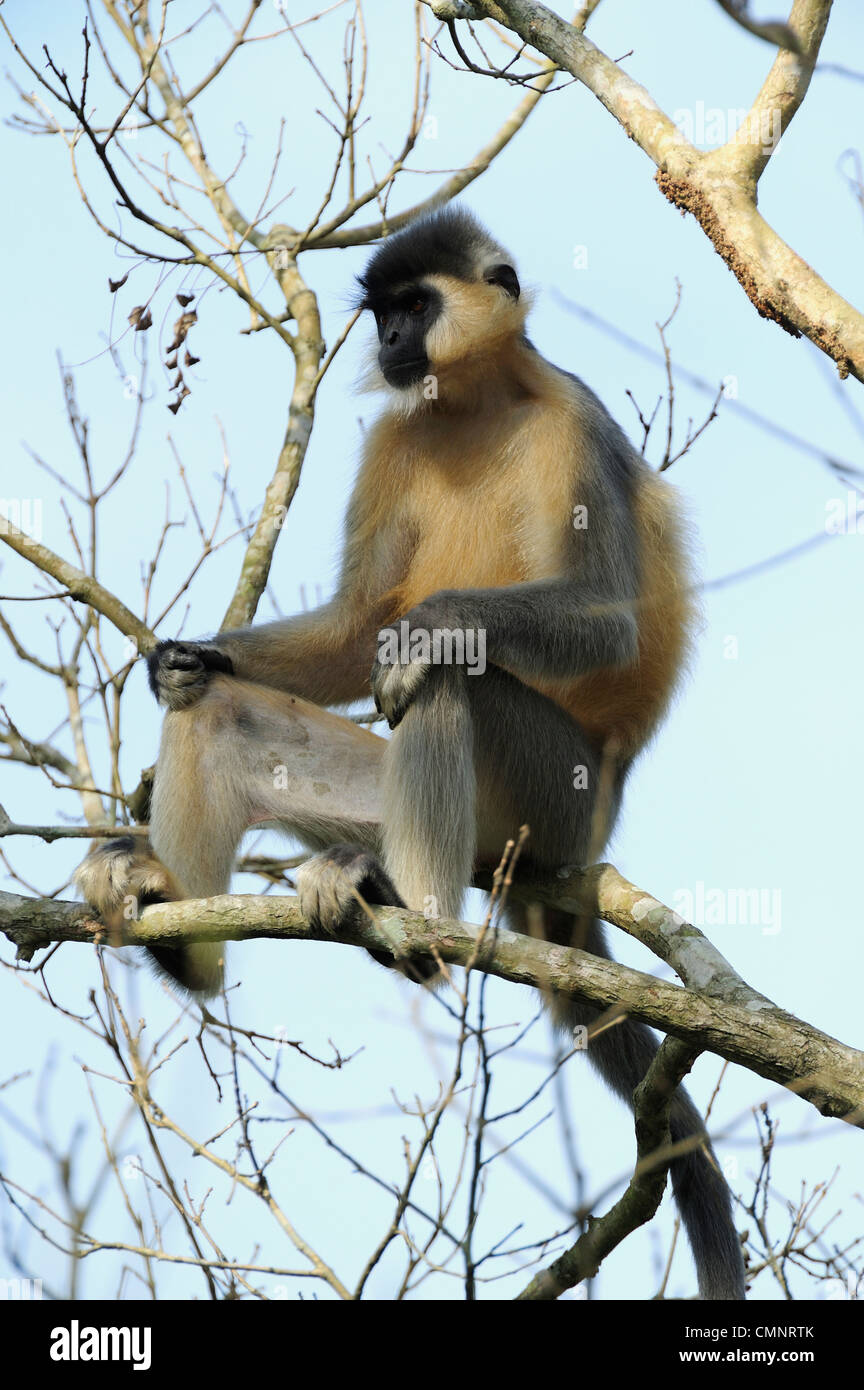 Capped Langur (Trachypithecus pileatus Stock Photo - Alamy