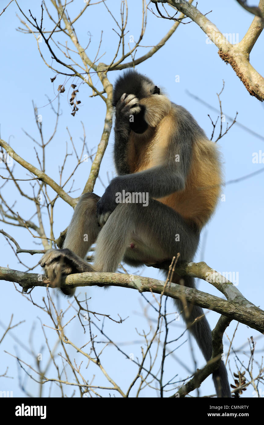 Capped Langur (Trachypithecus pileatus Stock Photo - Alamy
