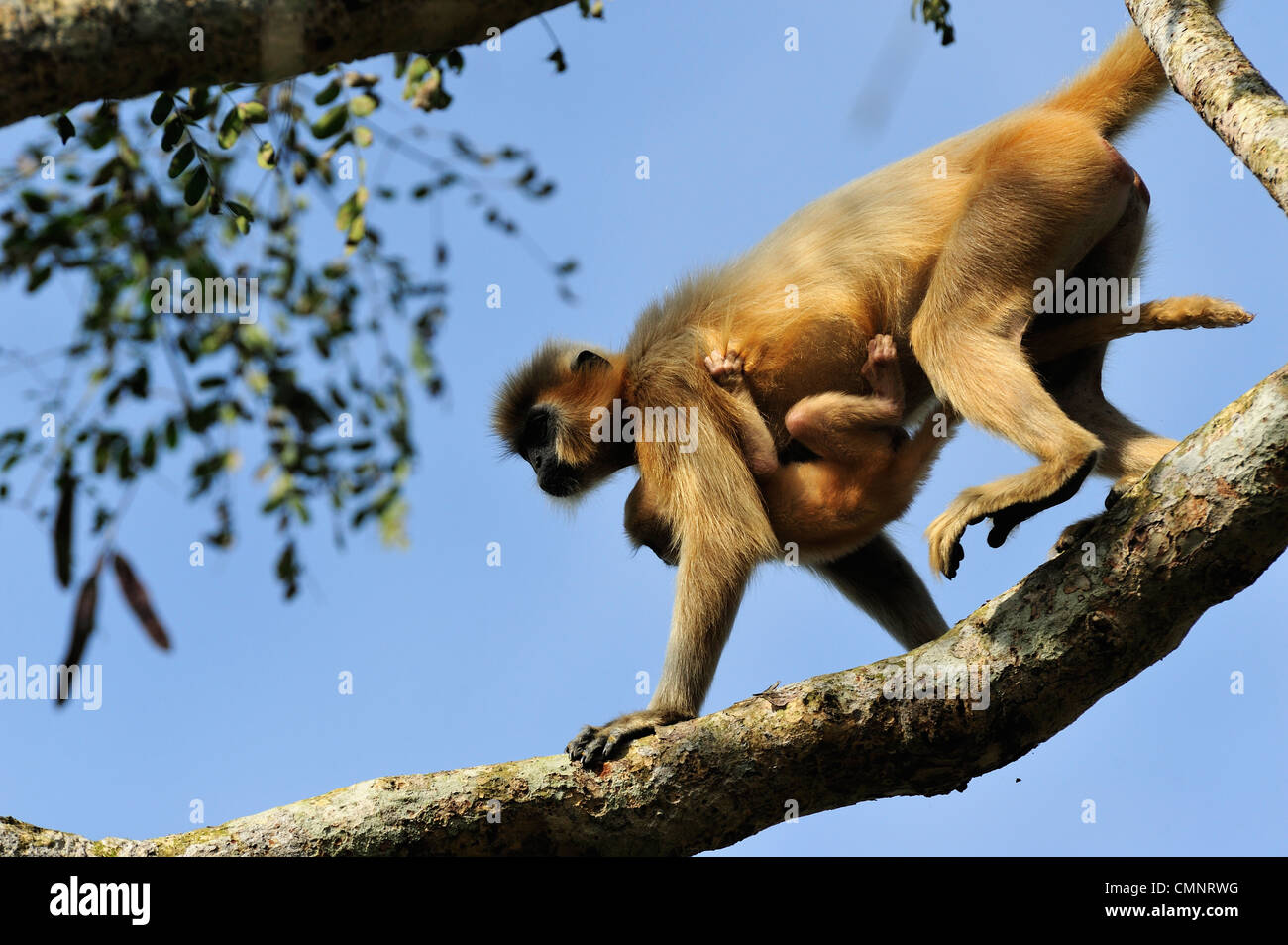Capped Langur (Trachypithecus pileatus Stock Photo - Alamy
