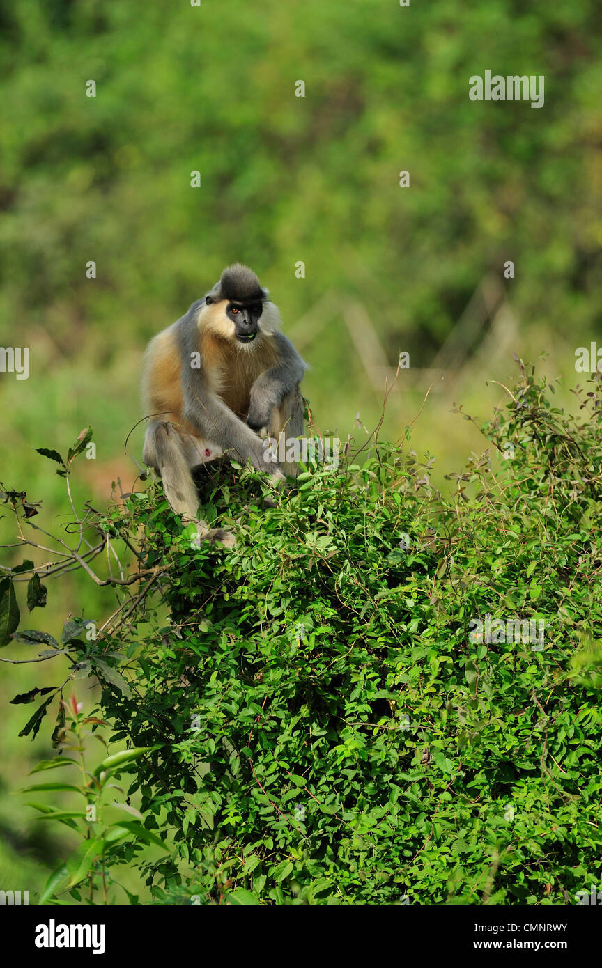 Capped Langur (Trachypithecus pileatus Stock Photo - Alamy