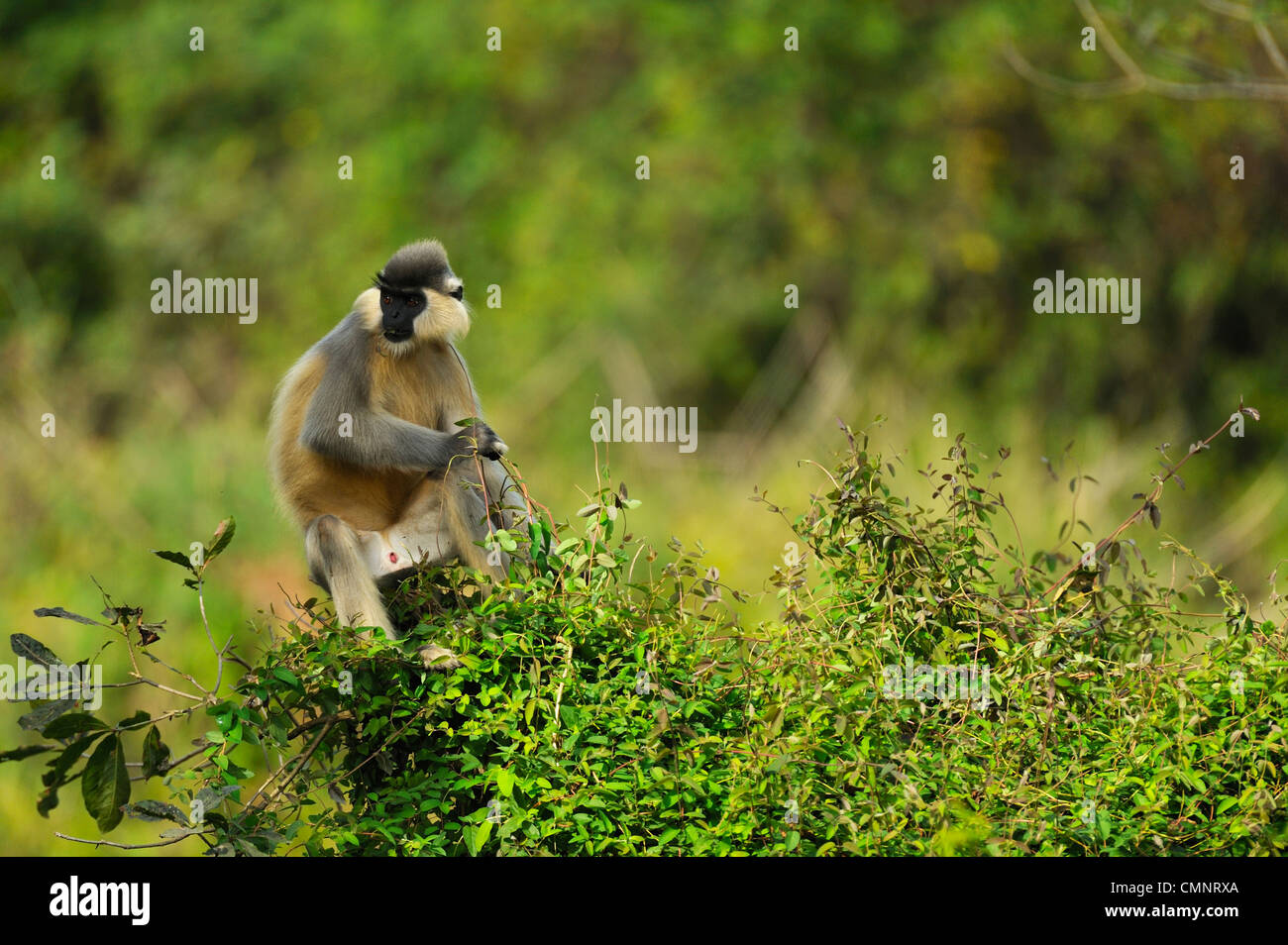 Capped Langur (Trachypithecus pileatus Stock Photo - Alamy