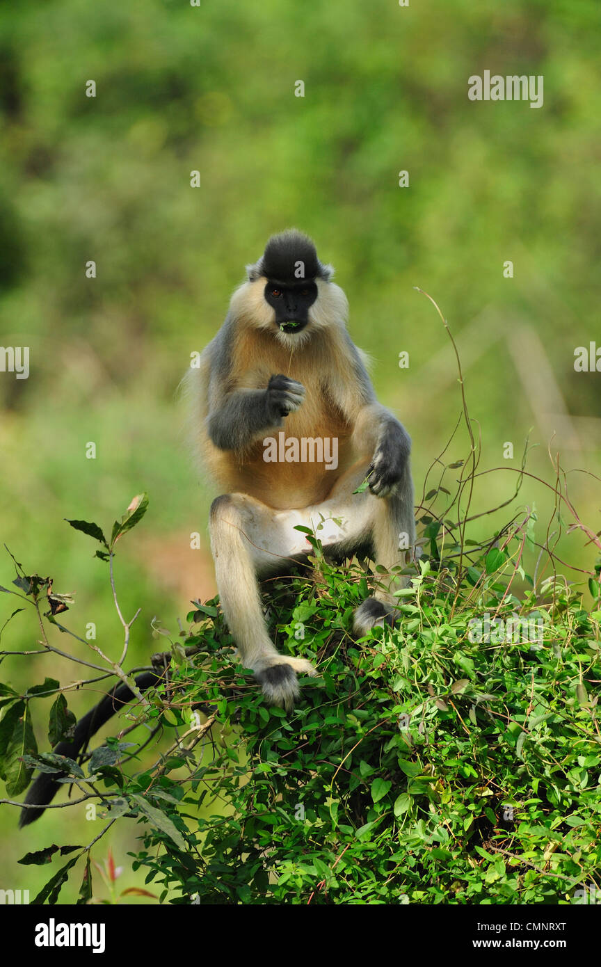Capped Langur (Trachypithecus pileatus Stock Photo - Alamy
