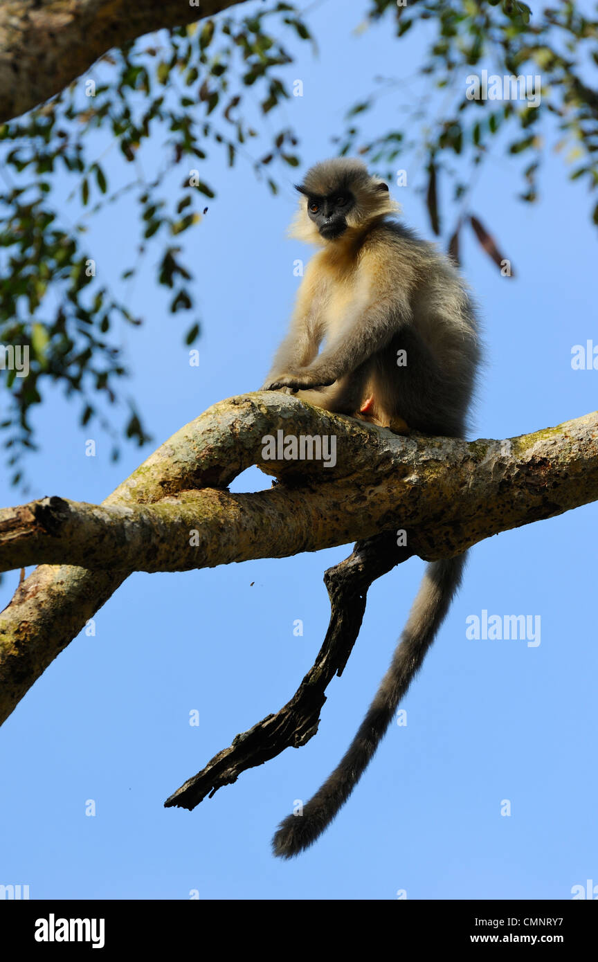 Capped Langur (Trachypithecus pileatus Stock Photo - Alamy