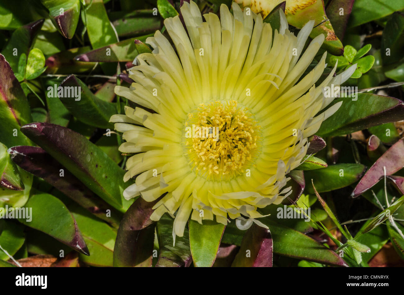 Ice plant flower blooming Stock Photo - Alamy