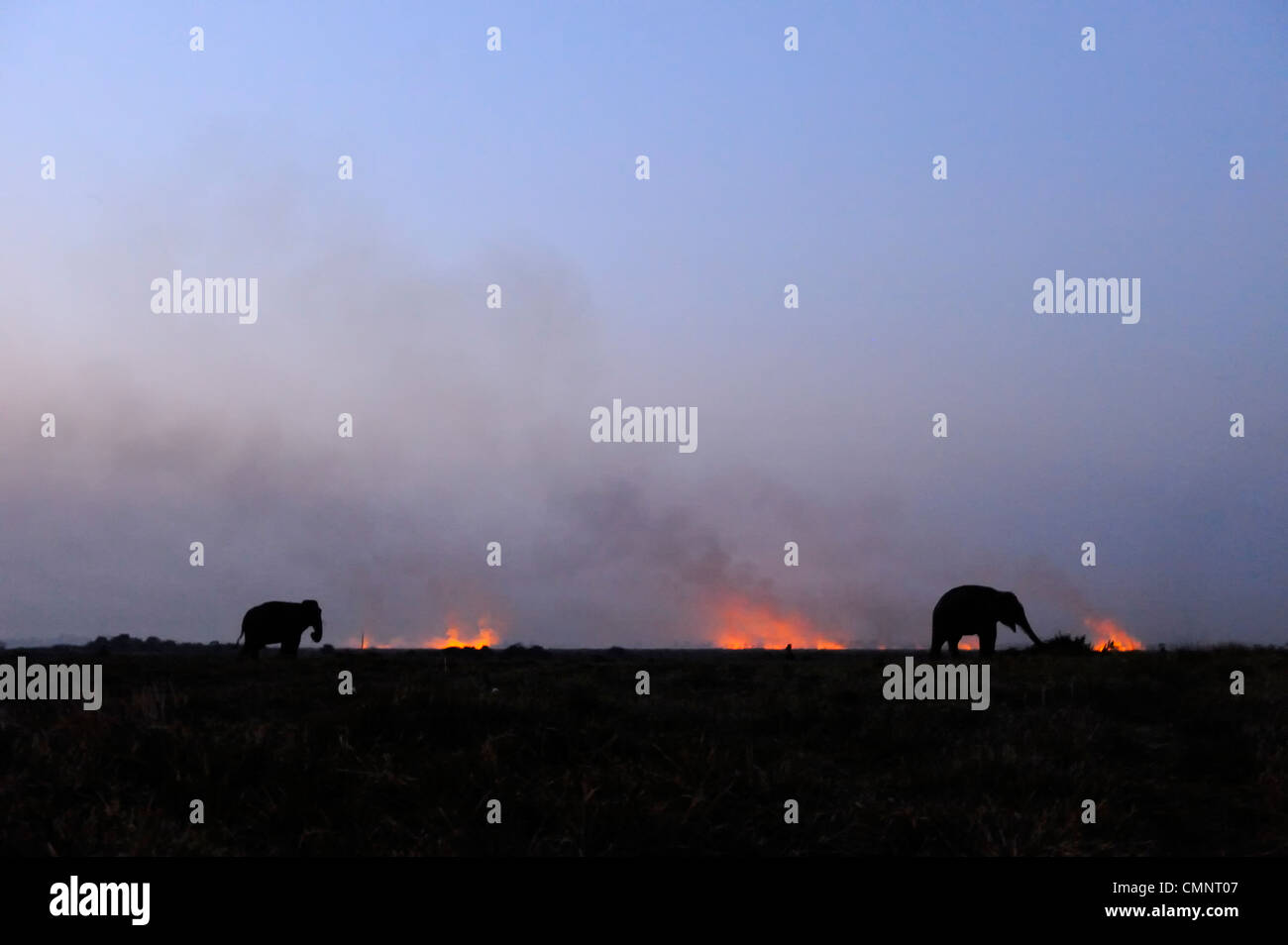Evening Controlled Fire Stock Photo - Alamy