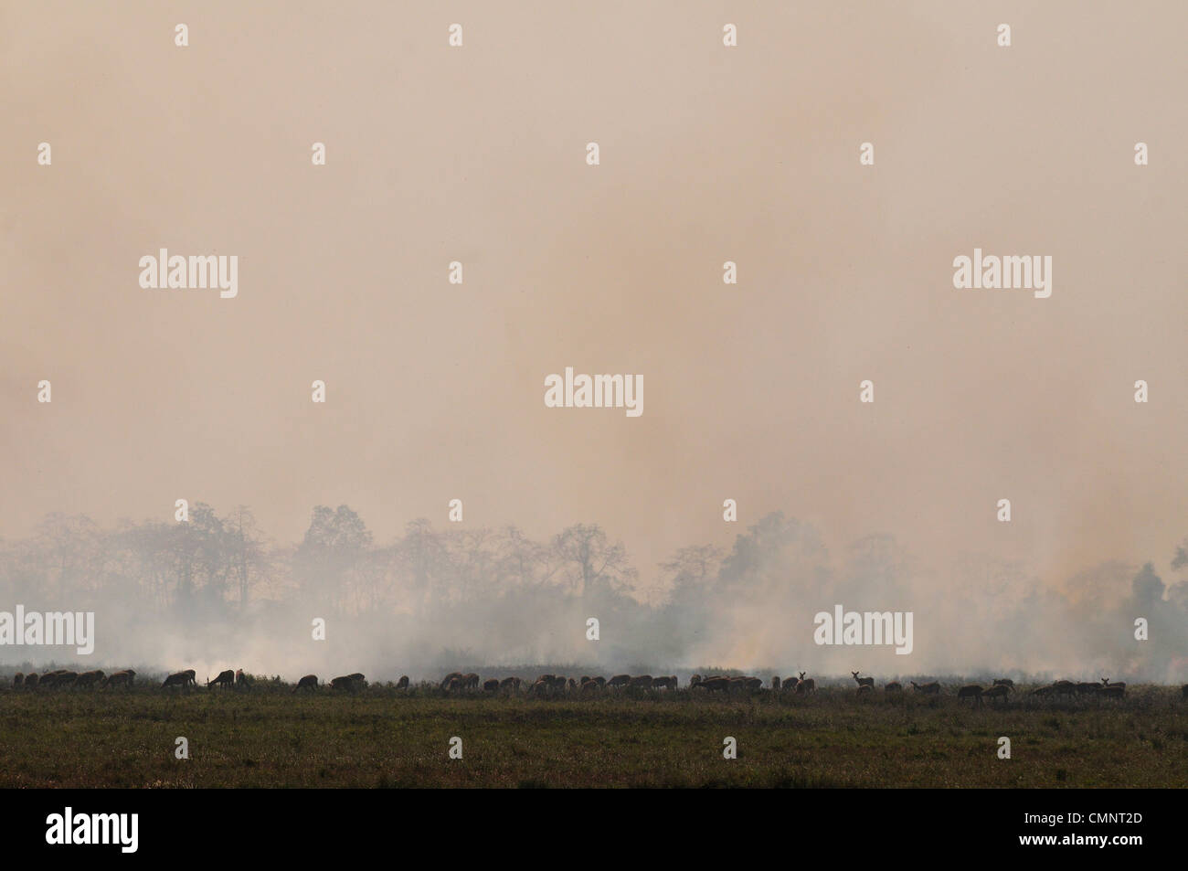 Swamp fire hi-res stock photography and images - Alamy