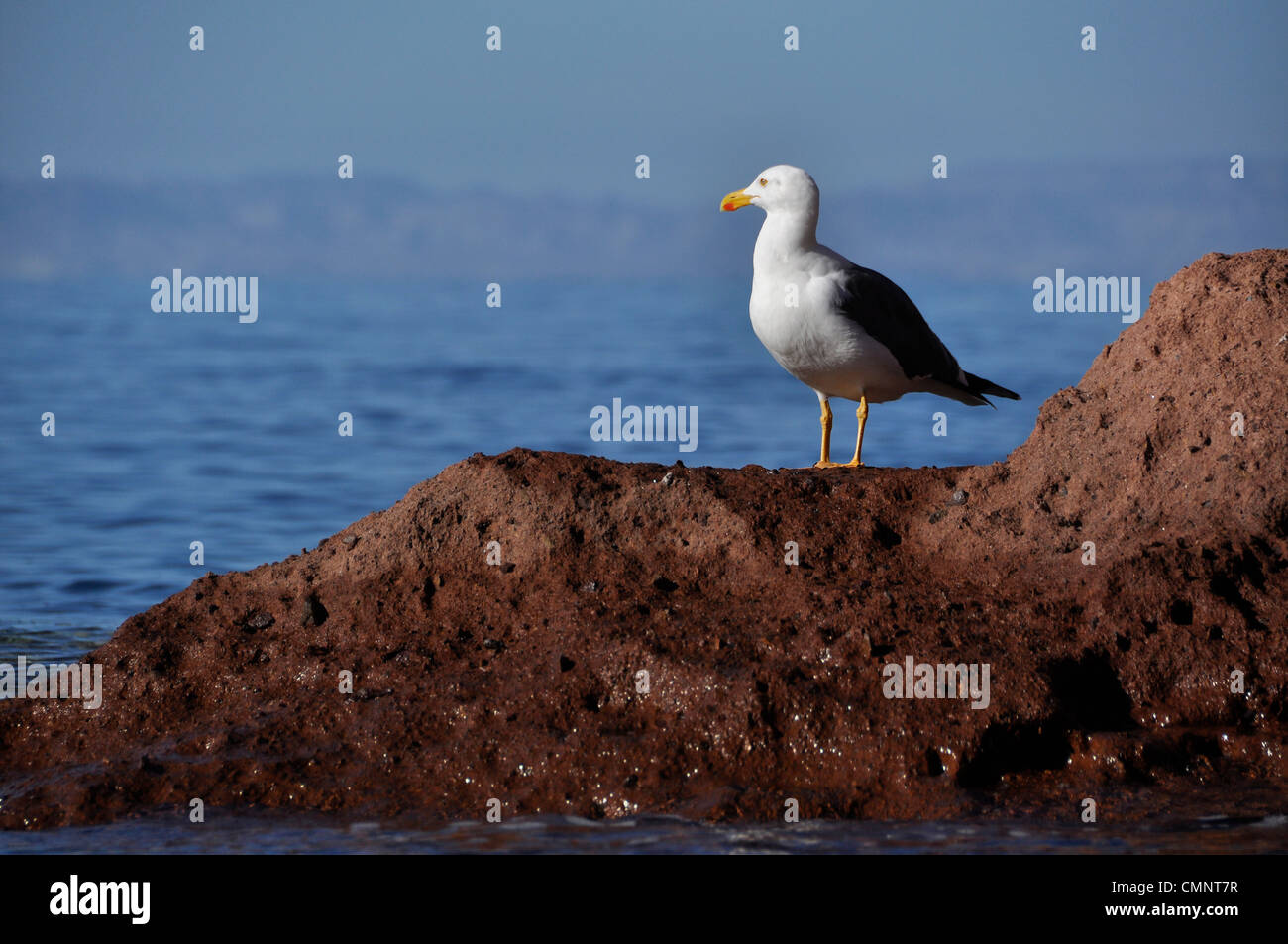 Western gull, Espiritu Santo Island, Sea of Cortez, Baja California ...