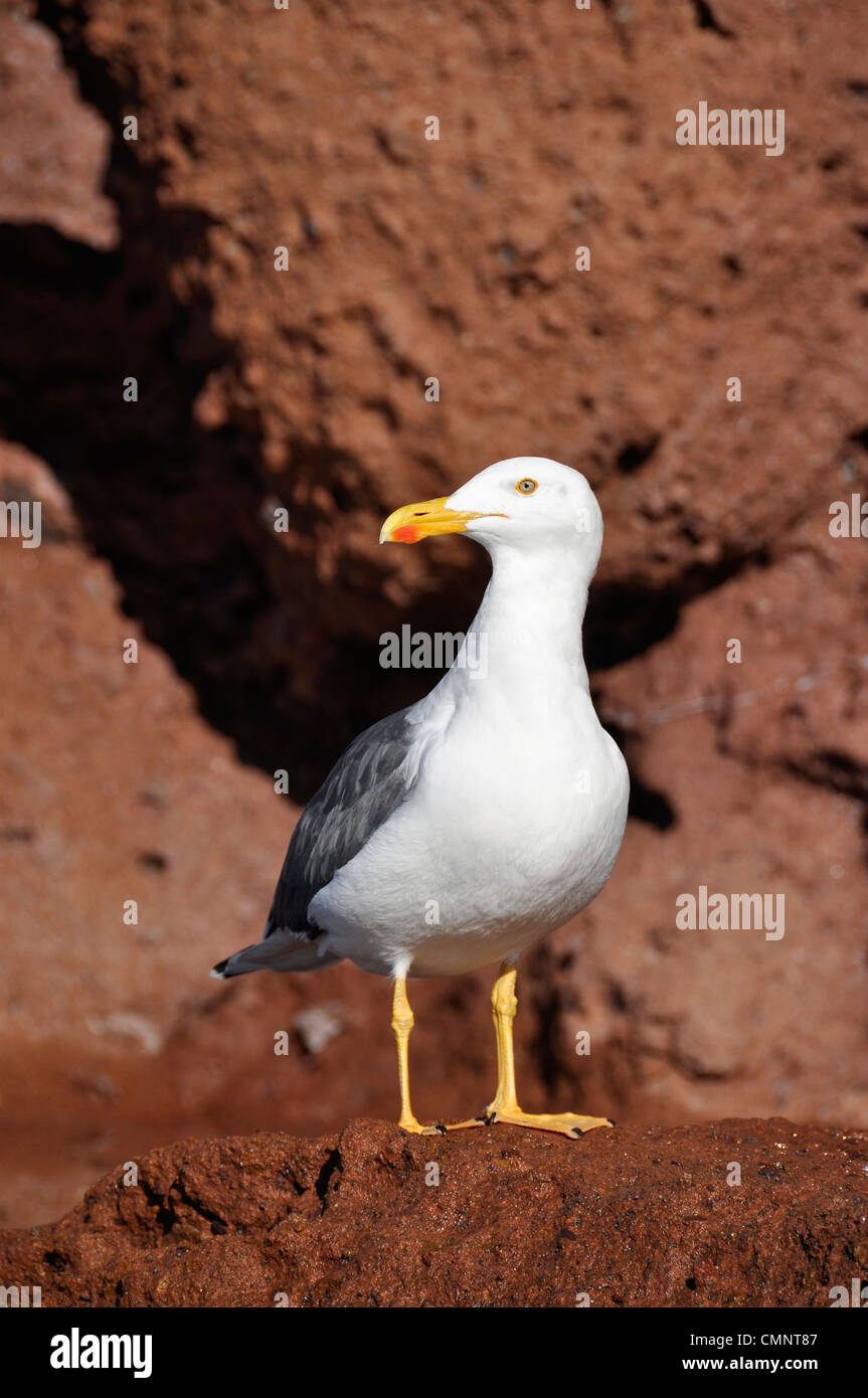 Western gull, Espiritu Santo Island, Baja California, Mexico Stock ...