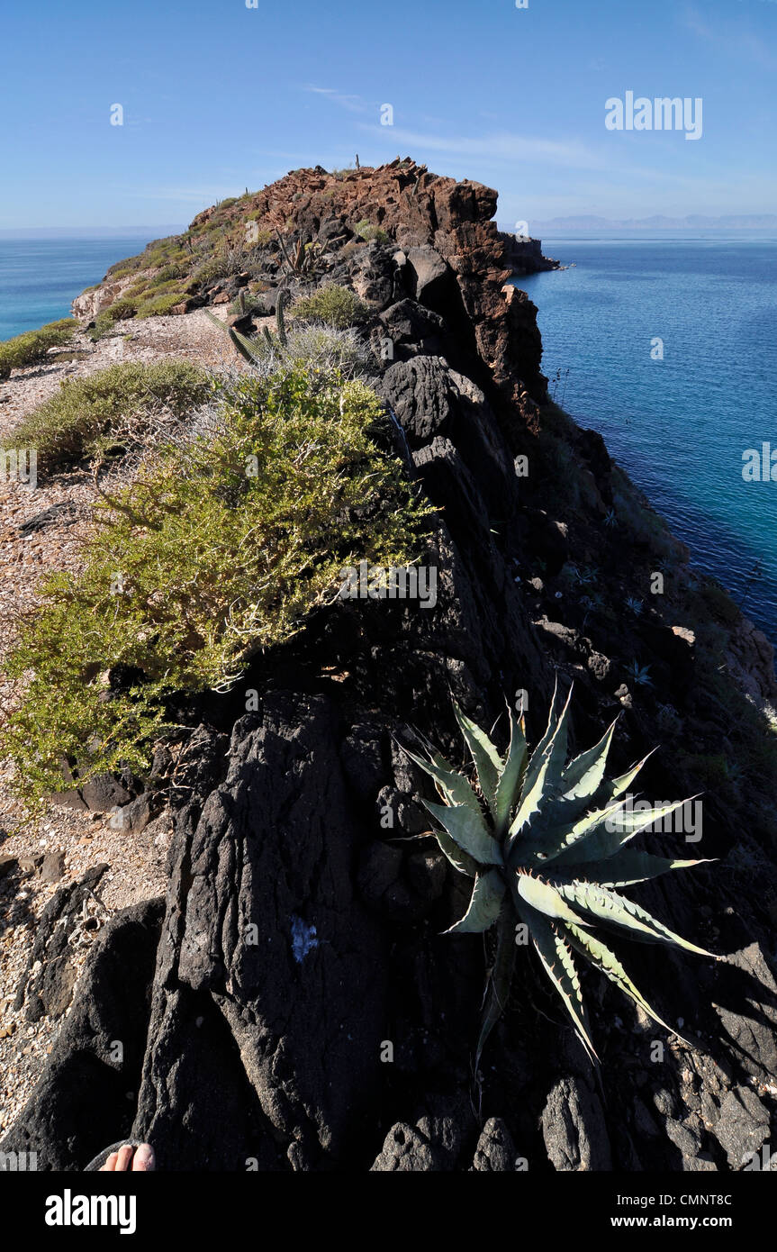 Agave on ridge, Espiritu Santo Island, Baja California, Mexico Stock ...