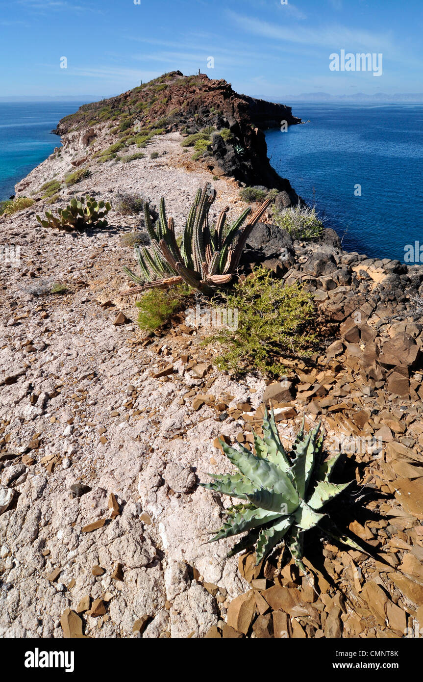 Agave on ridge, Espiritu Santo Island, Baja California, Mexico Stock ...