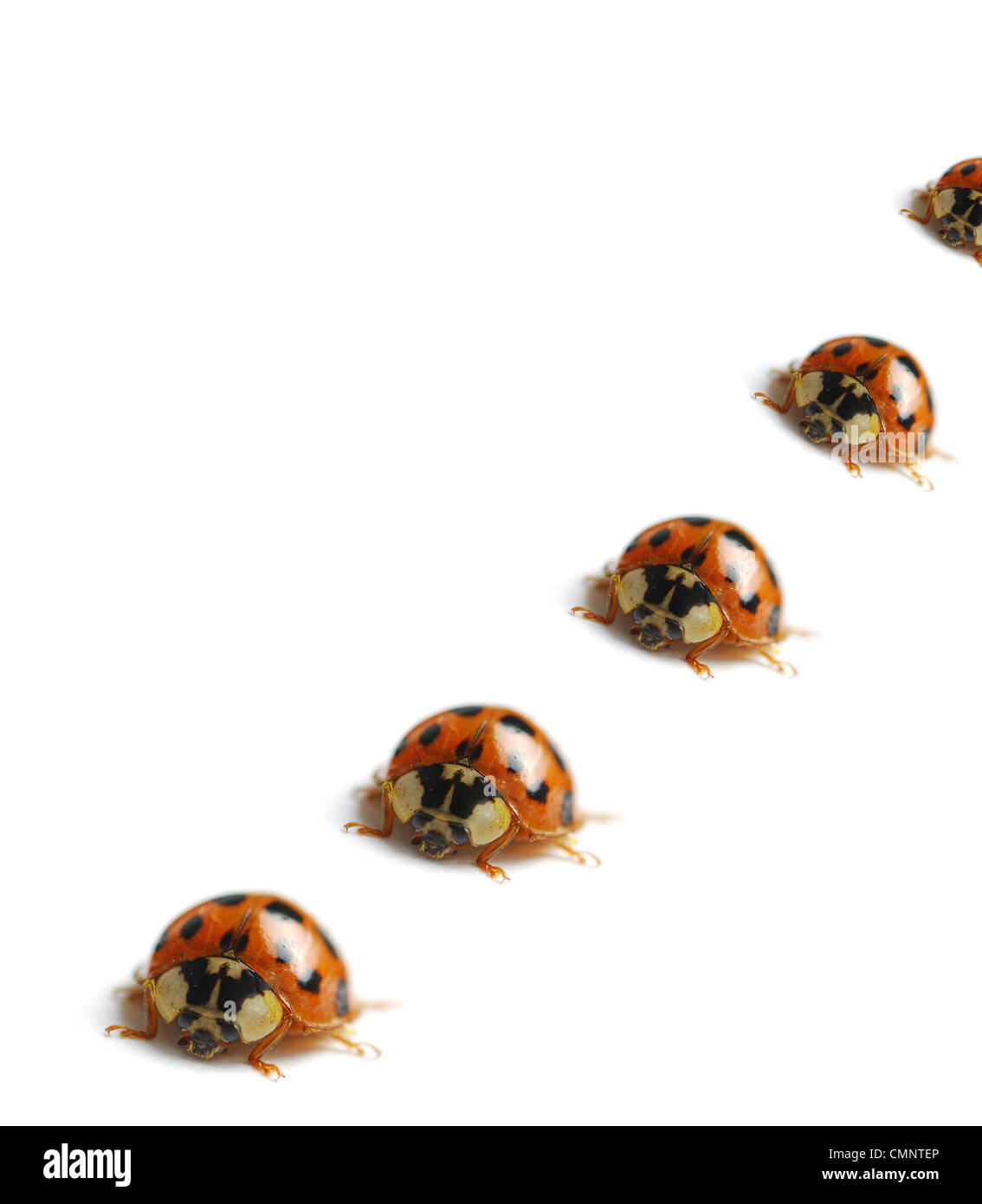 Ladybug detail hi-res stock photography and images - Alamy