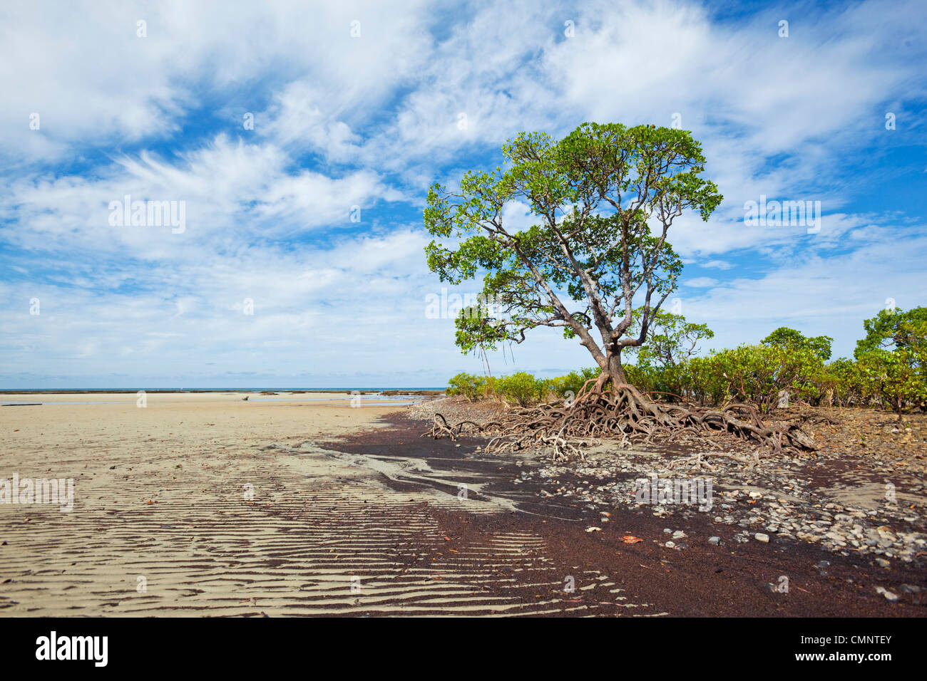 Australian mangrove ecosystem hi-res stock photography and images - Alamy
