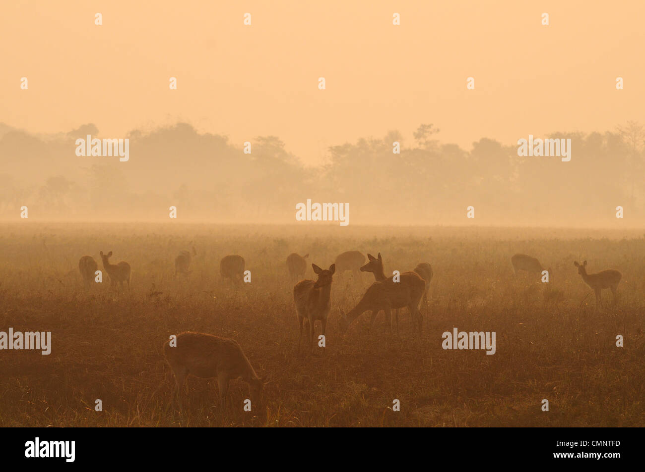 Indian swamp deer hi-res stock photography and images - Alamy