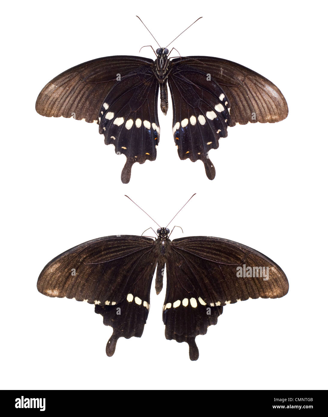 Butterfly isolated on white background Stock Photo - Alamy