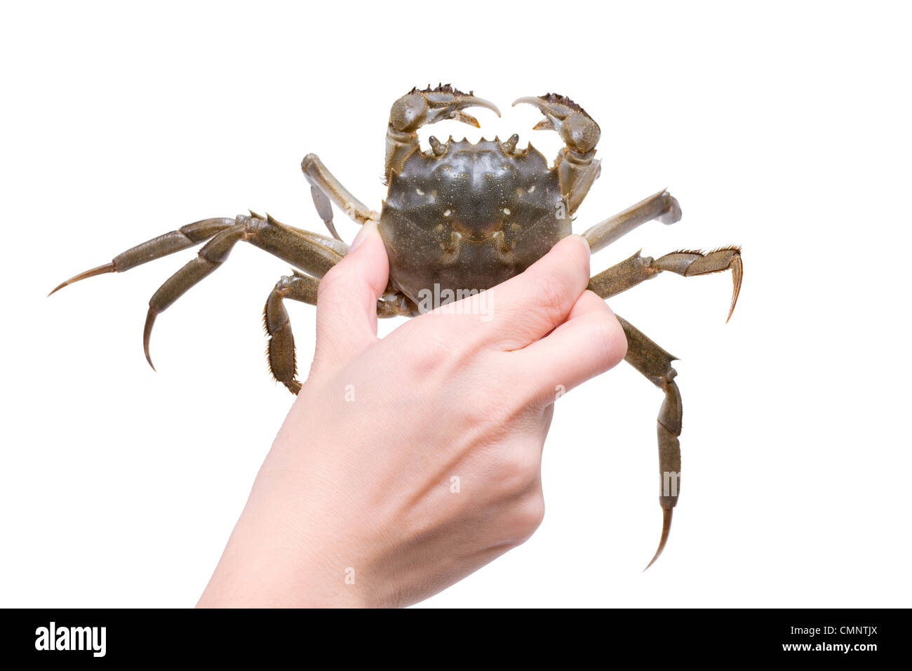 Holding a crab (Clipping path!) isolated on white background Stock ...