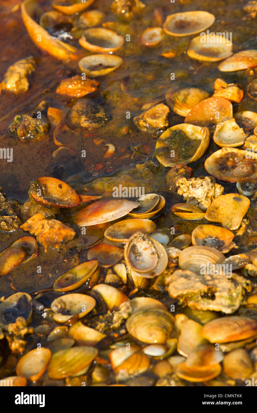 Foreshore Lake Rottnest Island Salt Lakes Shell Western shells Stock ...