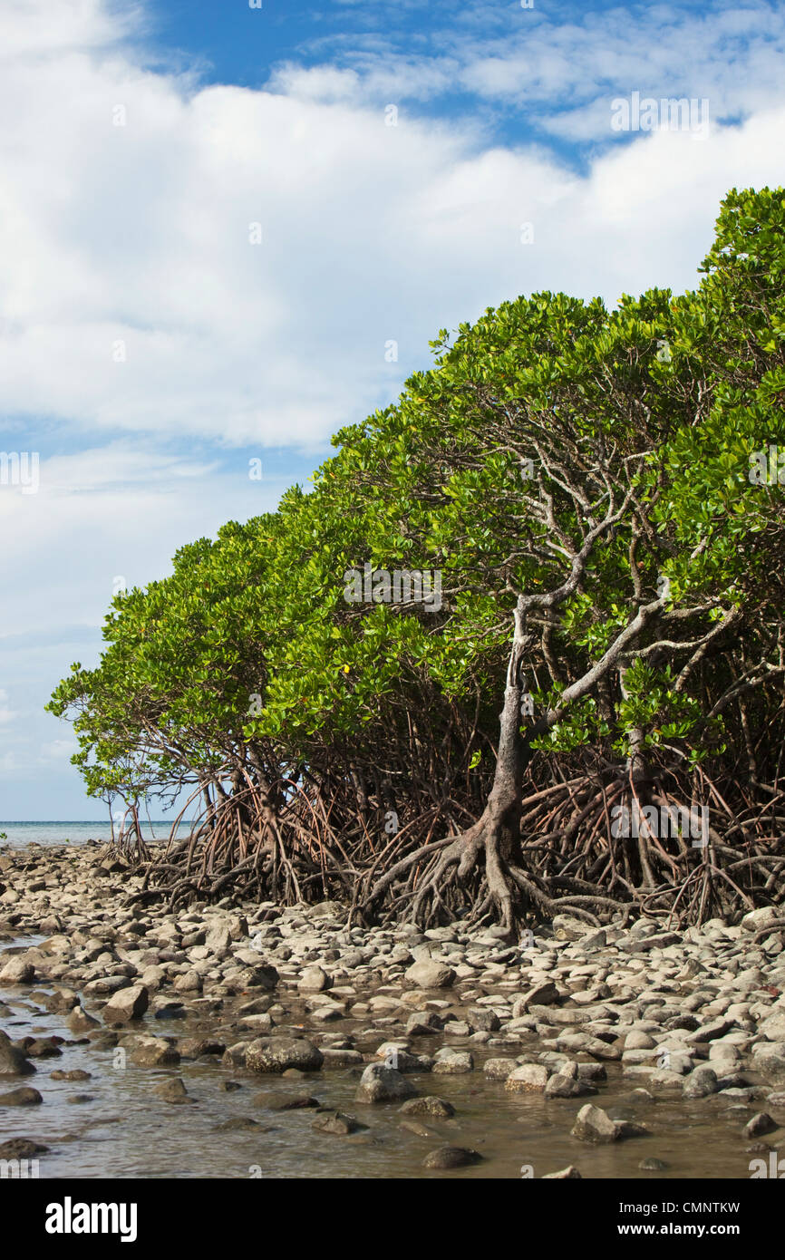 Australian mangrove ecosystem hi-res stock photography and images - Alamy