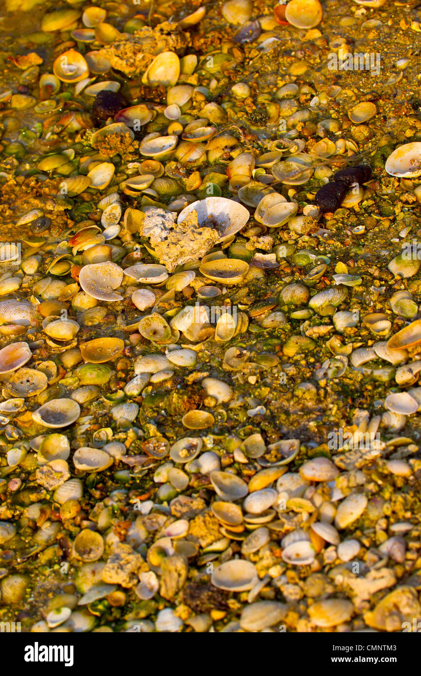 Foreshore Lake Rottnest Island Salt Lakes Shell Western shells Stock ...