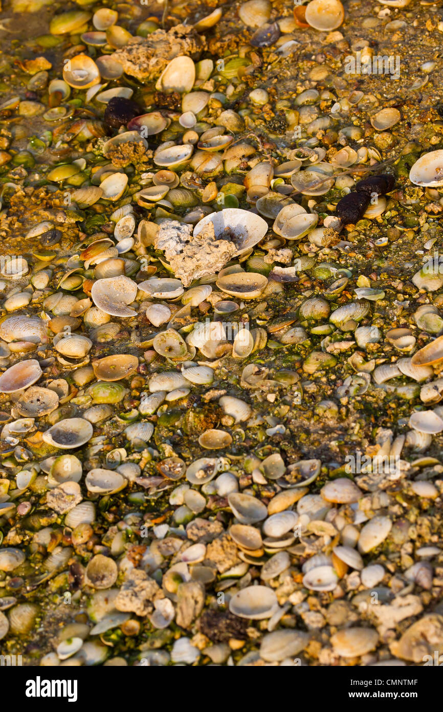 Foreshore Lake Rottnest Island Salt Lakes Shell Western shells Stock ...