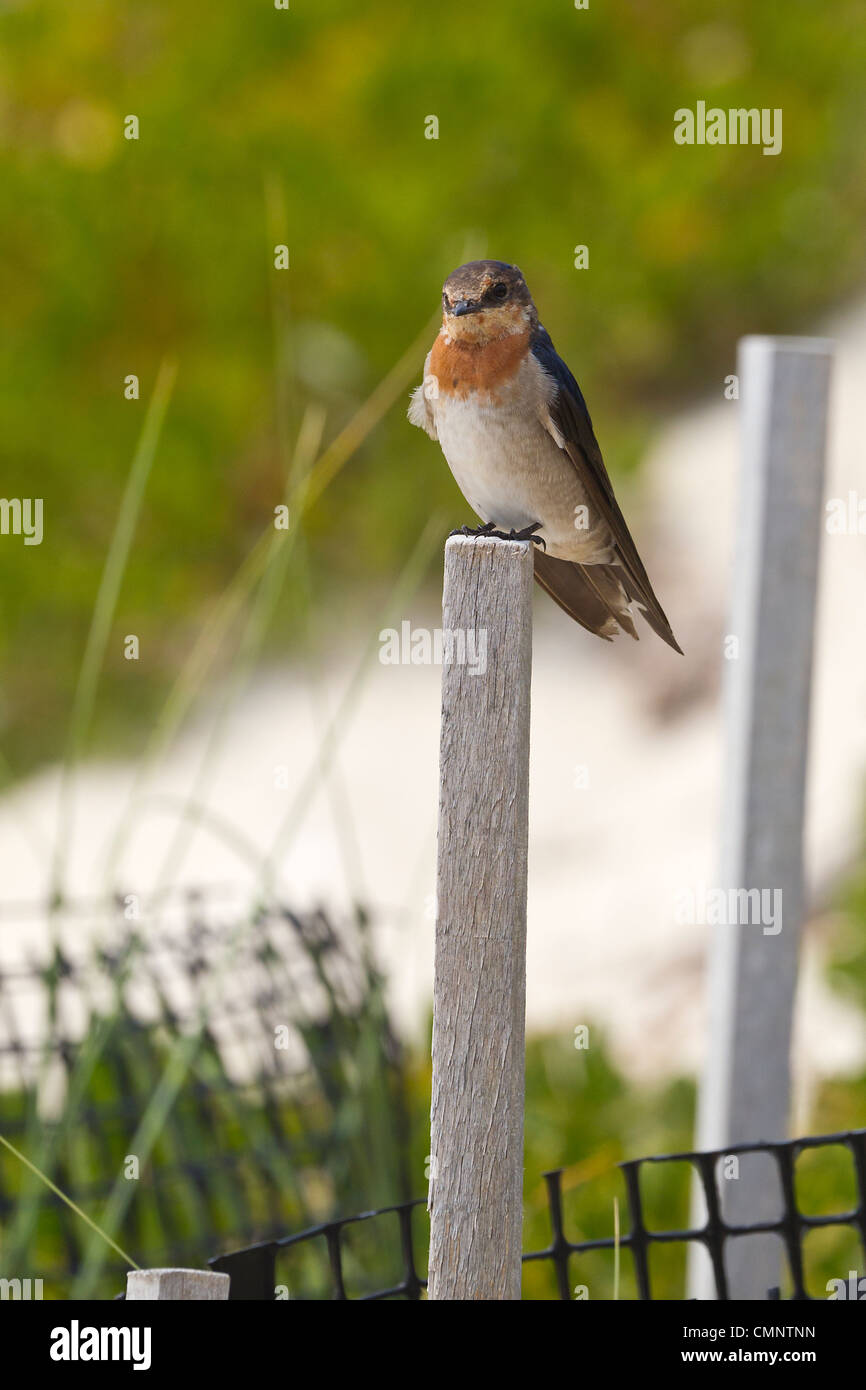 Welcome Swallow. Hirundo neoxena Rottnest Island Western Australia ...