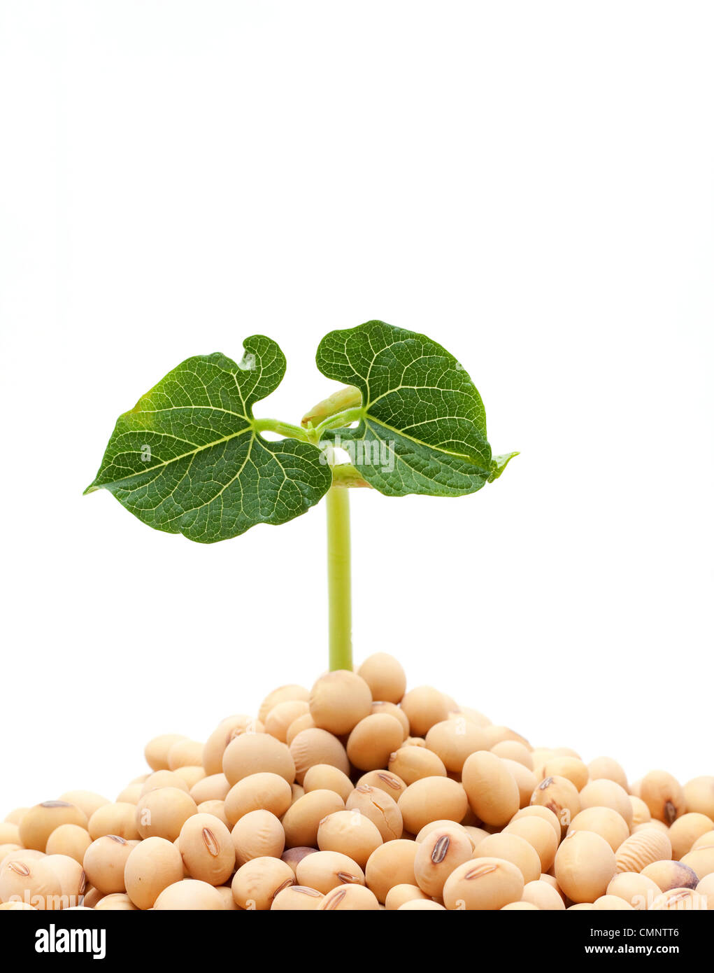 Soybean sprout isolated hi-res stock photography and images - Alamy