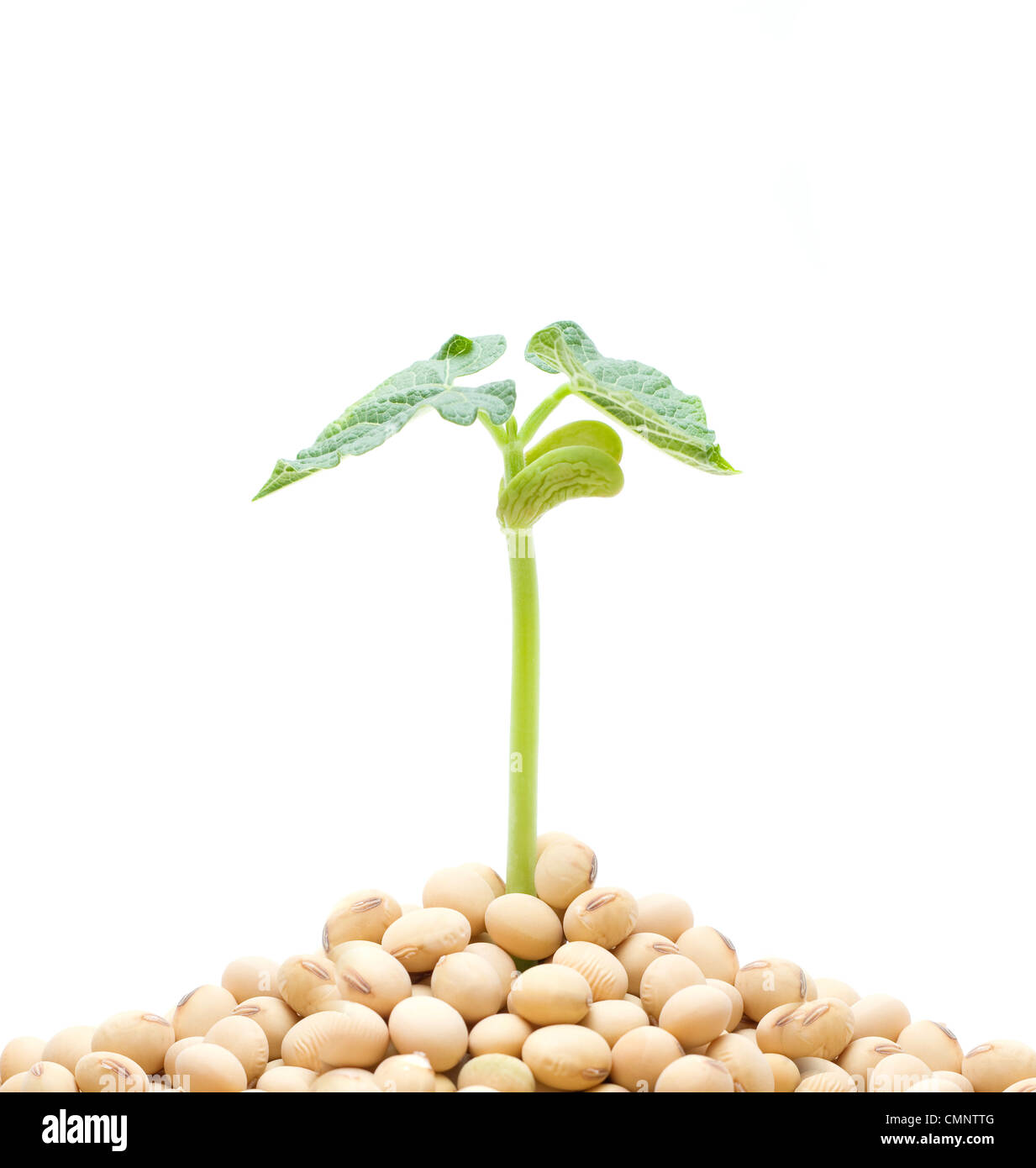 Soybean sprout isolated hi-res stock photography and images - Alamy