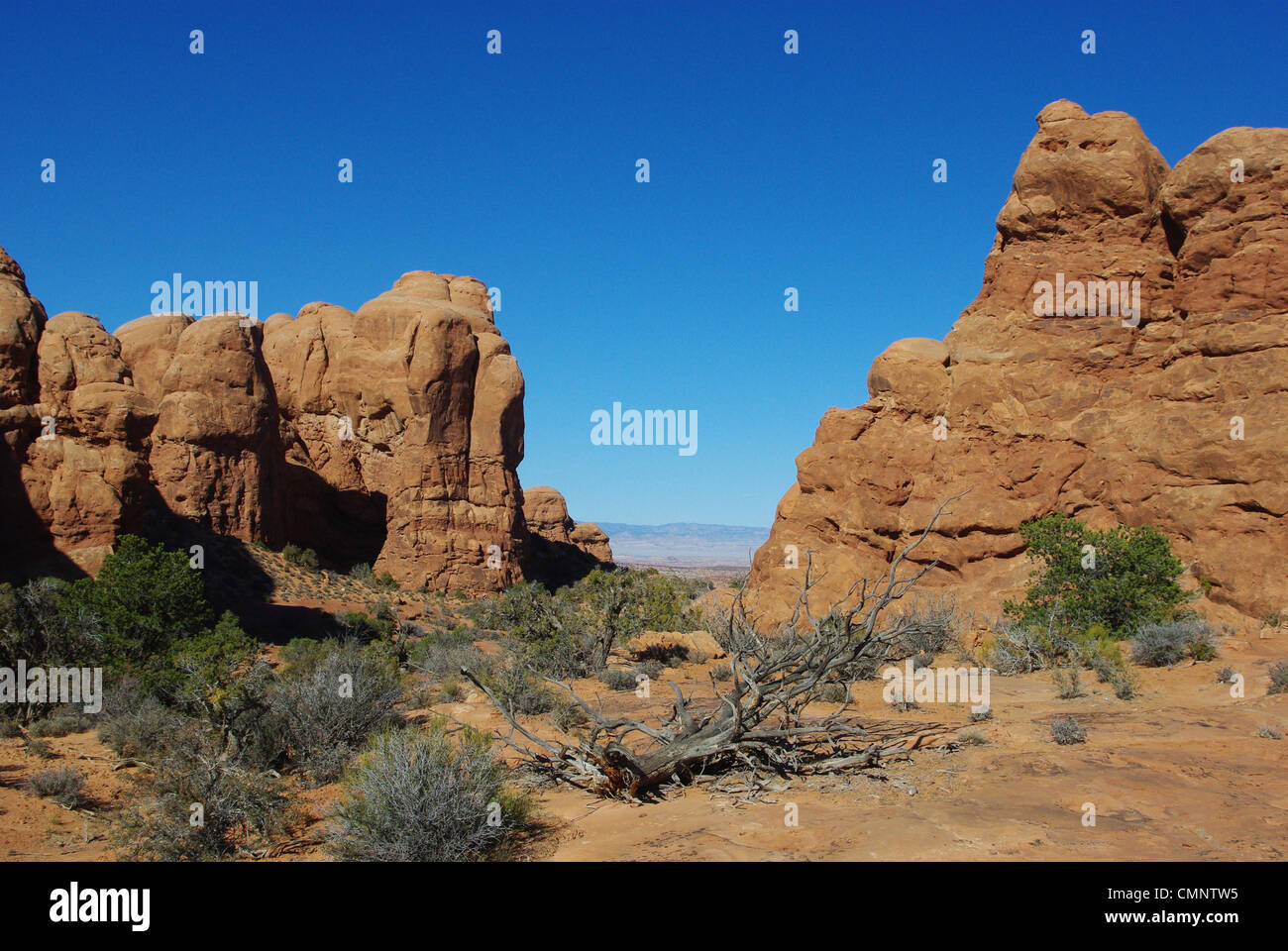 Dry tree in small canyon with high desert view, Arches National Park ...
