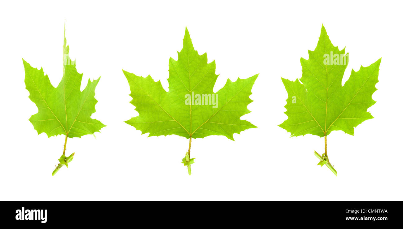 Maple leaves isolated on white Stock Photo - Alamy