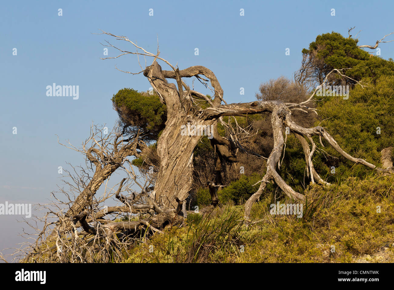 Dead tree on hill Stock Photo - Alamy