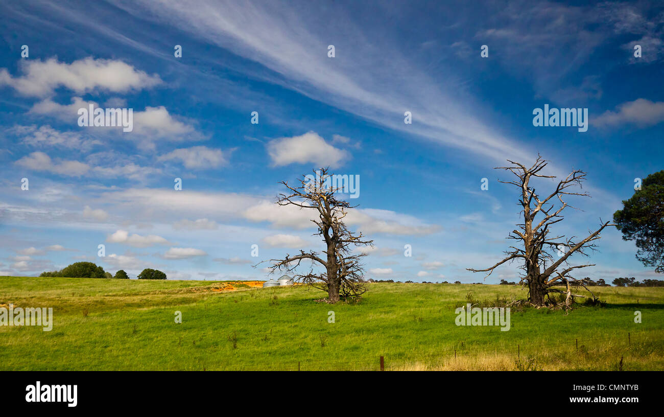 Pair of trees under a big sky Stock Photo - Alamy