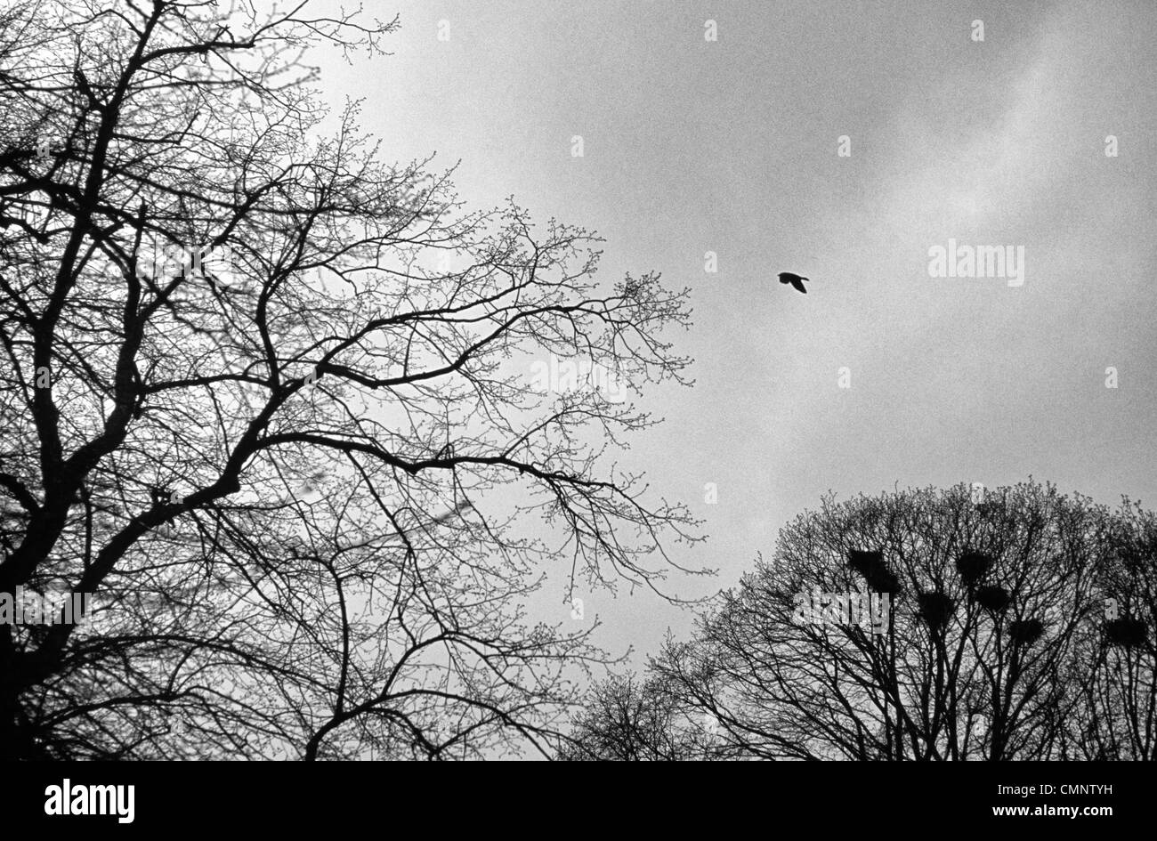 Rookery crow hi-res stock photography and images - Alamy