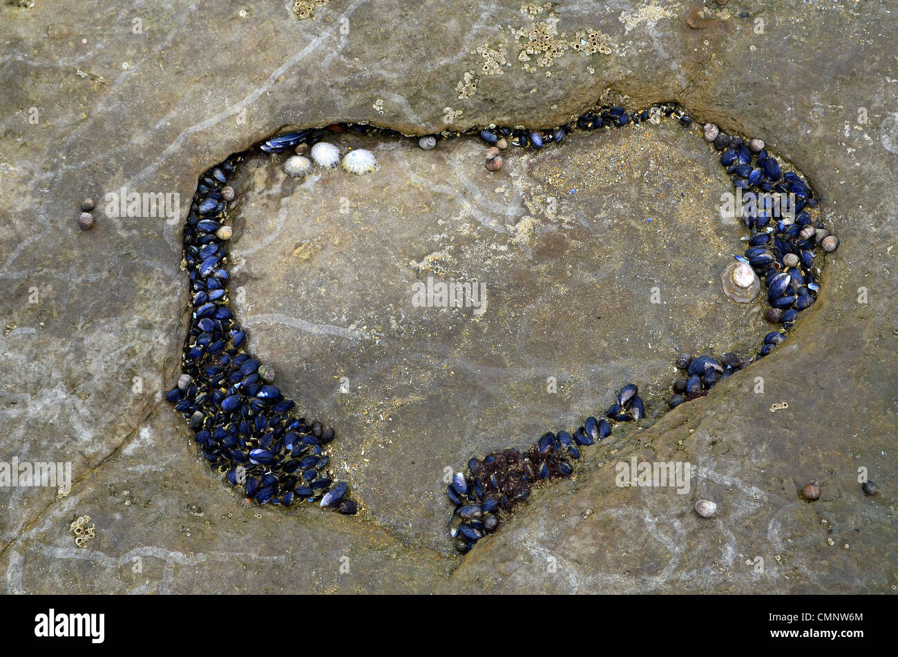 Wild mussels growing between the rocks on a french beach Stock Photo ...