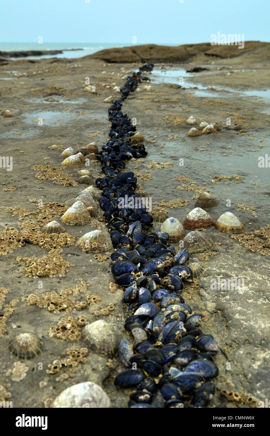 Wild Mussels High Resolution Stock Photography and Images - Alamy