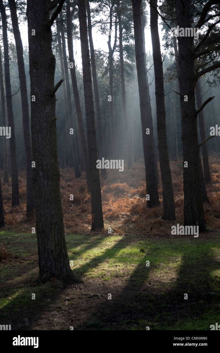 Early morning shafts light reach forest floor, Tunstall forest, Suffolk ...