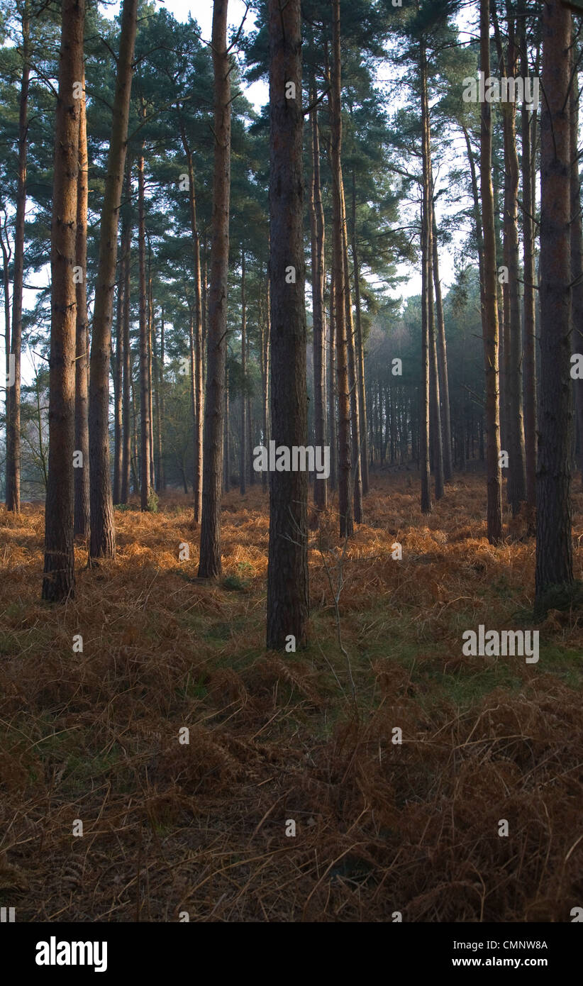 Early morning shafts light reach forest floor, Tunstall forest, Suffolk ...