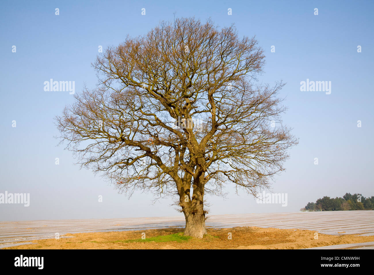 Single oak tree hi-res stock photography and images - Alamy