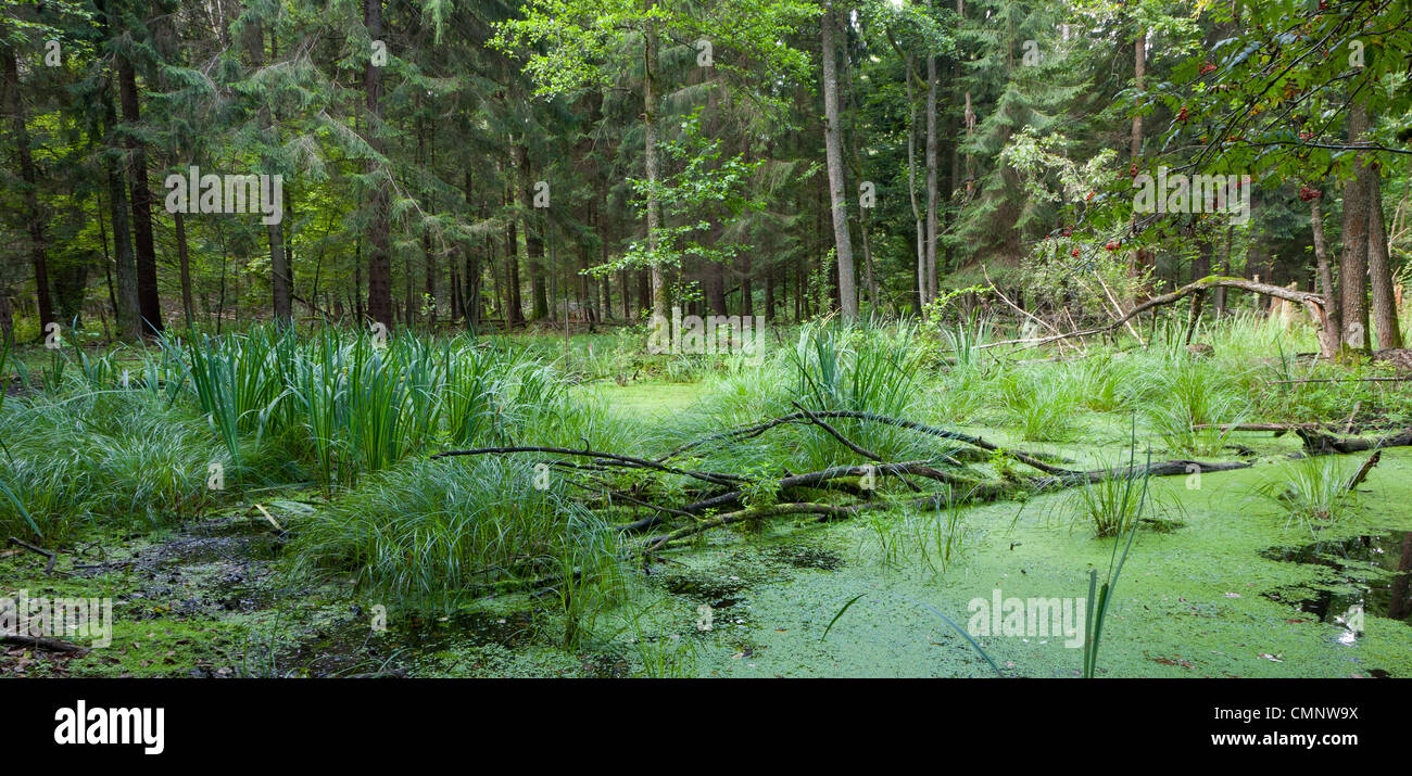 Natural alder-carr stand of Bialowieza Forest with standing water and ...