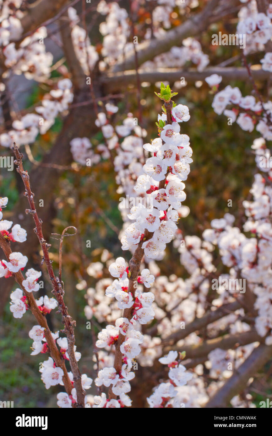 Cherry flower in a branch from a tree Stock Photo - Alamy