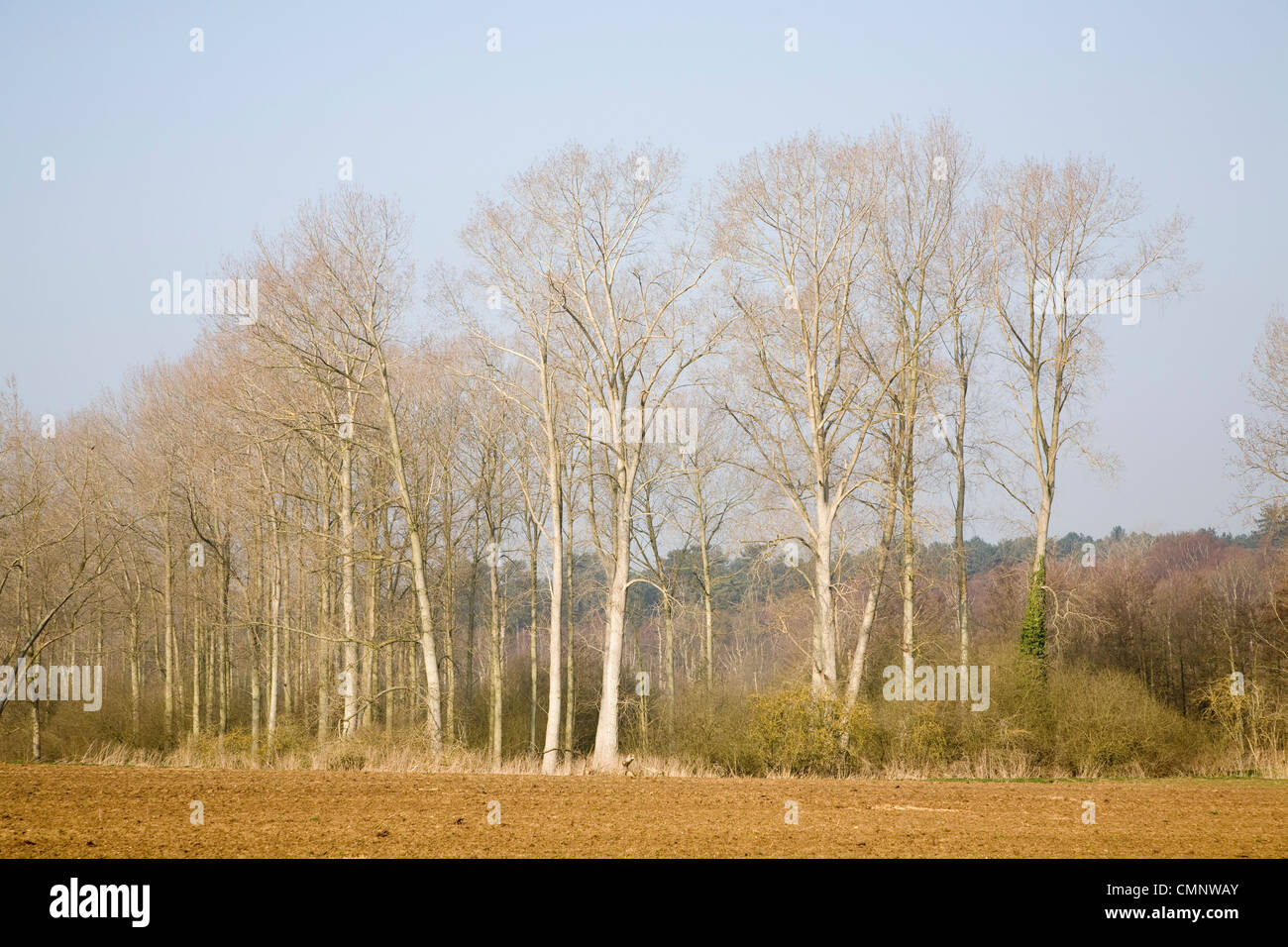 Aspen trees or populus tremula hi-res stock photography and images - Alamy